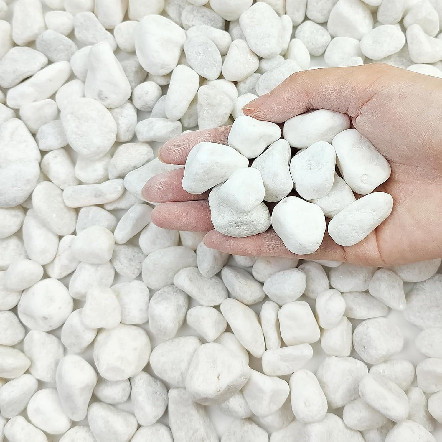5 lbs White Pebbles for Indoor Plants, 0.5-1 Inch Pea Gravel Stones for ...