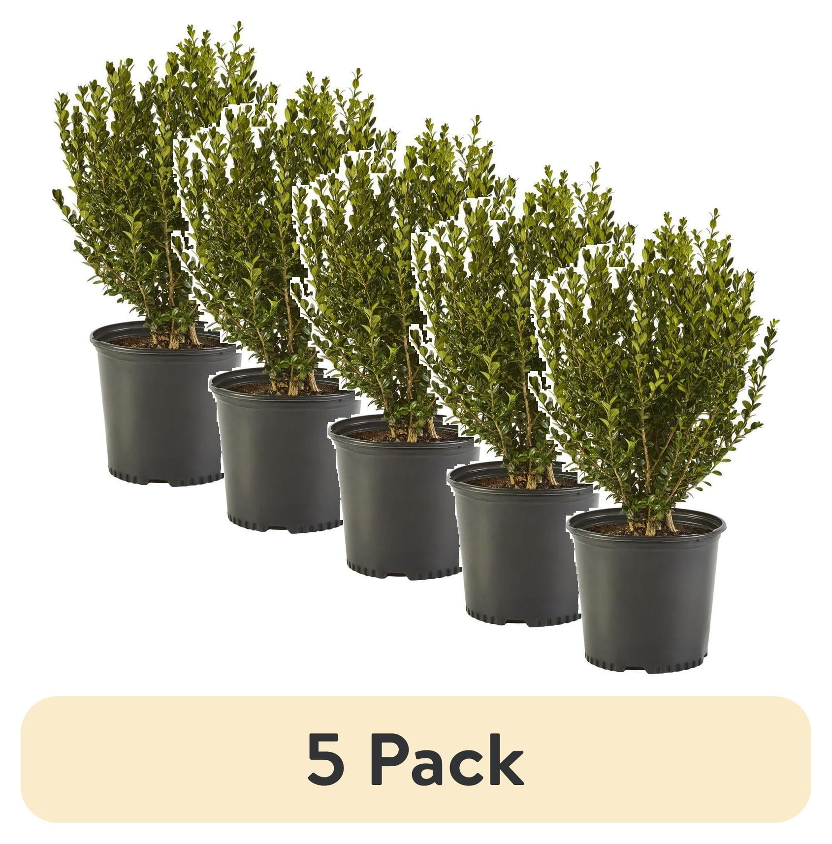(5 pack) Expert Gardener 1 Gallon Wintergreen Boxwood Live Shrub ...