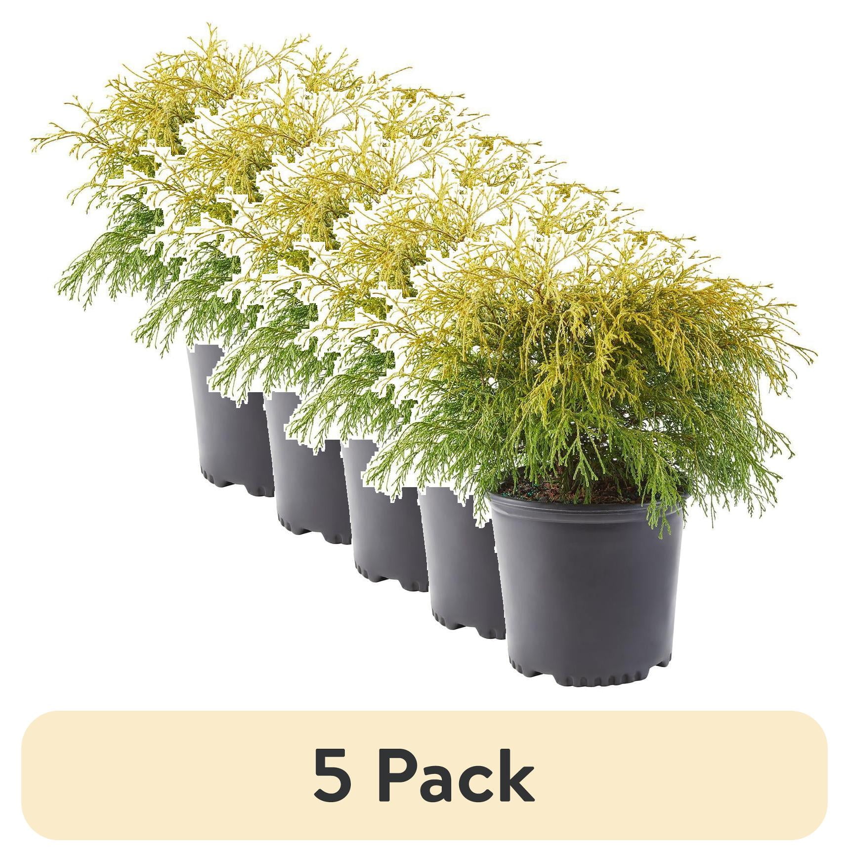 (5 pack) Expert Gardener Gold Mop False Cypress Live Shrub in 2.5-Quart ...