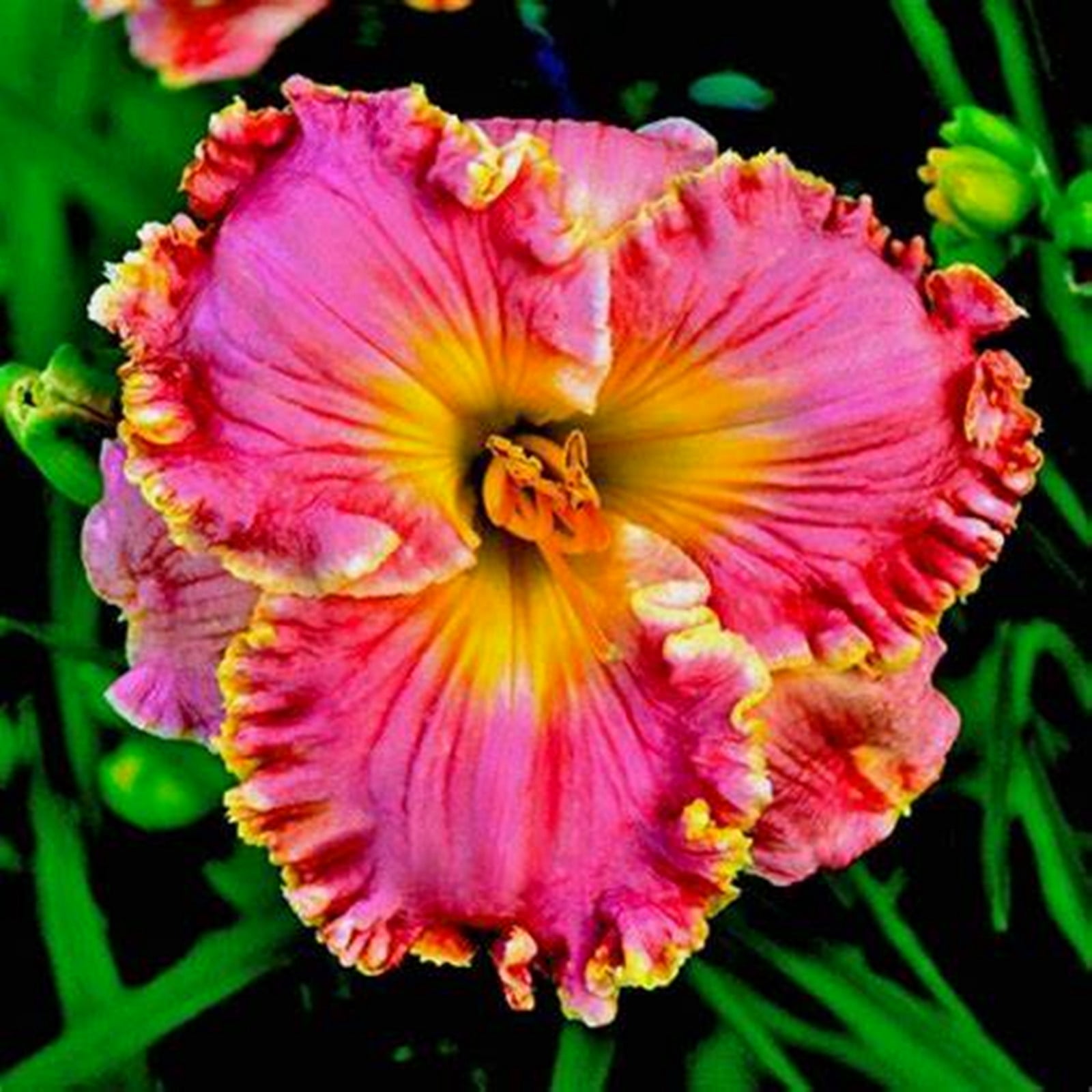 5 pcs-Daylily，Surprise to Grow Pots to Grow Fall or Spring Indoor or ...