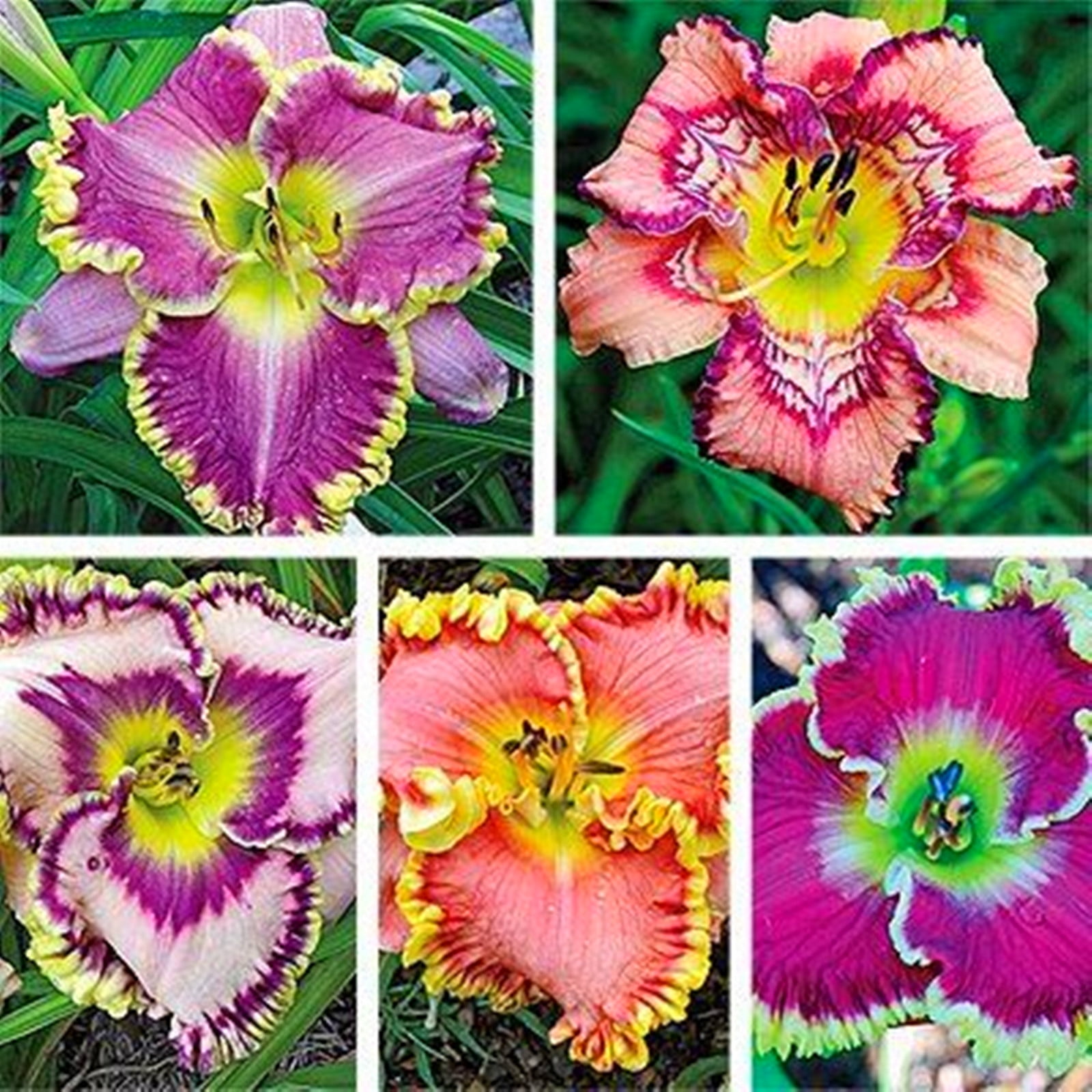 5 pcs-Daylily，Surprise to Grow Pots to Grow Fall or Spring Indoor or ...
