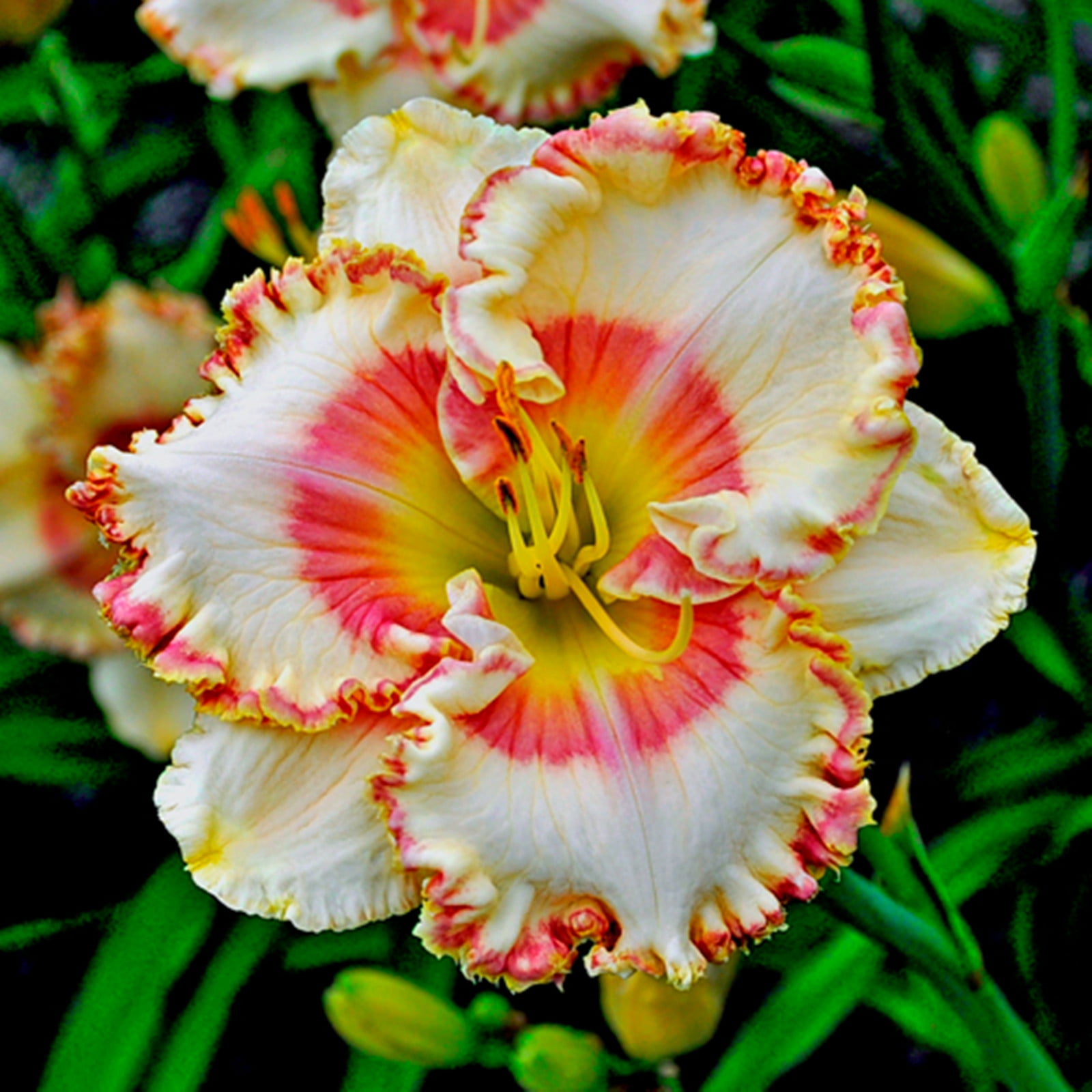 5 pcs-Daylily，Surprise to Grow Pots to Grow Fall or Spring Indoor or ...