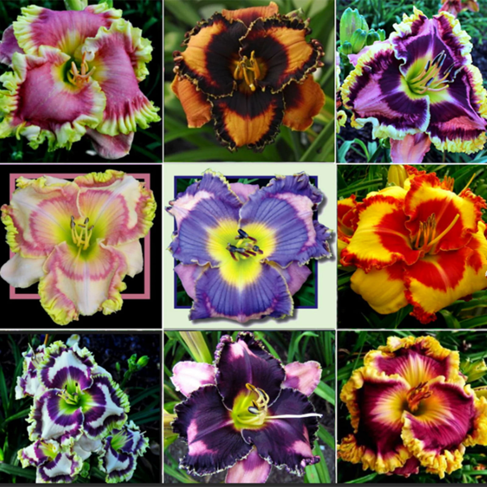 5 pcs-Daylily，Surprise to Grow Pots to Grow Fall or Spring Indoor or ...