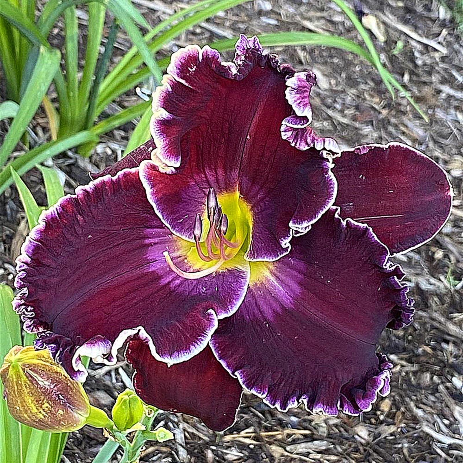 5 pcs-Daylily，Surprise to Grow Pots to Grow Fall or Spring Indoor or ...