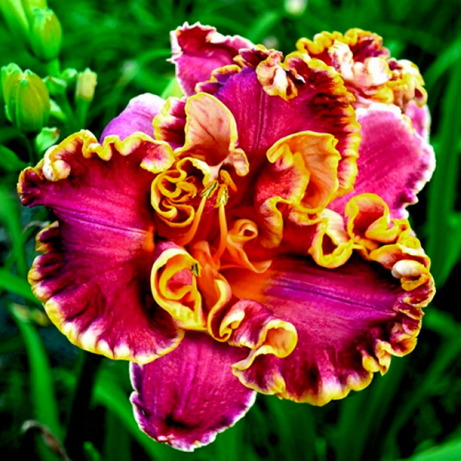 5 pcs-Daylily，Surprise to Grow Pots to Grow Fall or Spring Indoor or ...