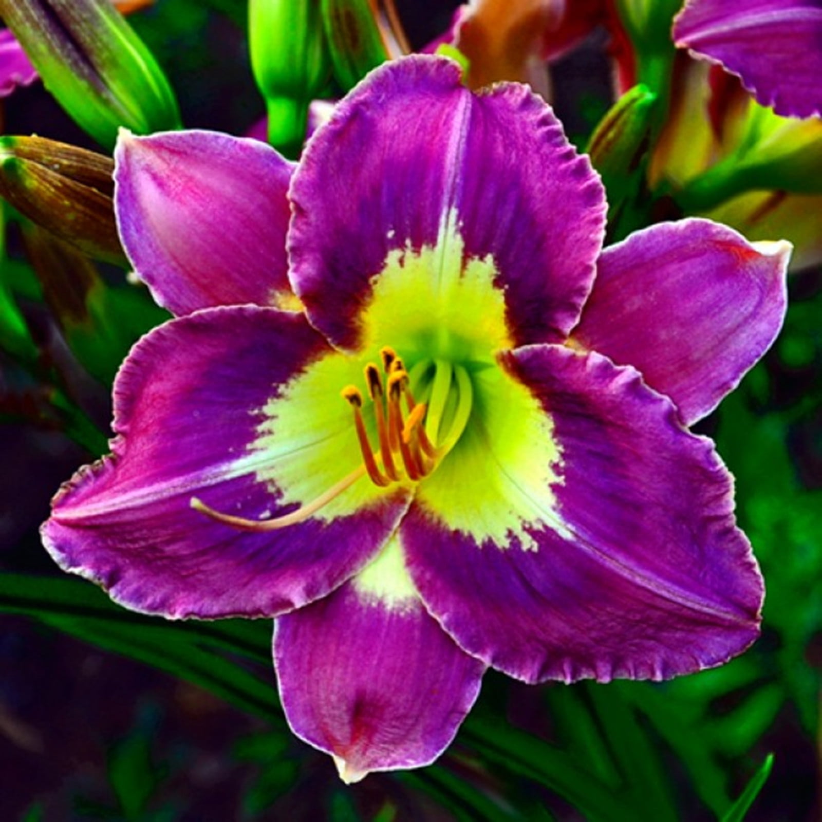5 pcs-Daylily，Surprise to Grow Pots to Grow Fall or Spring Indoor or ...