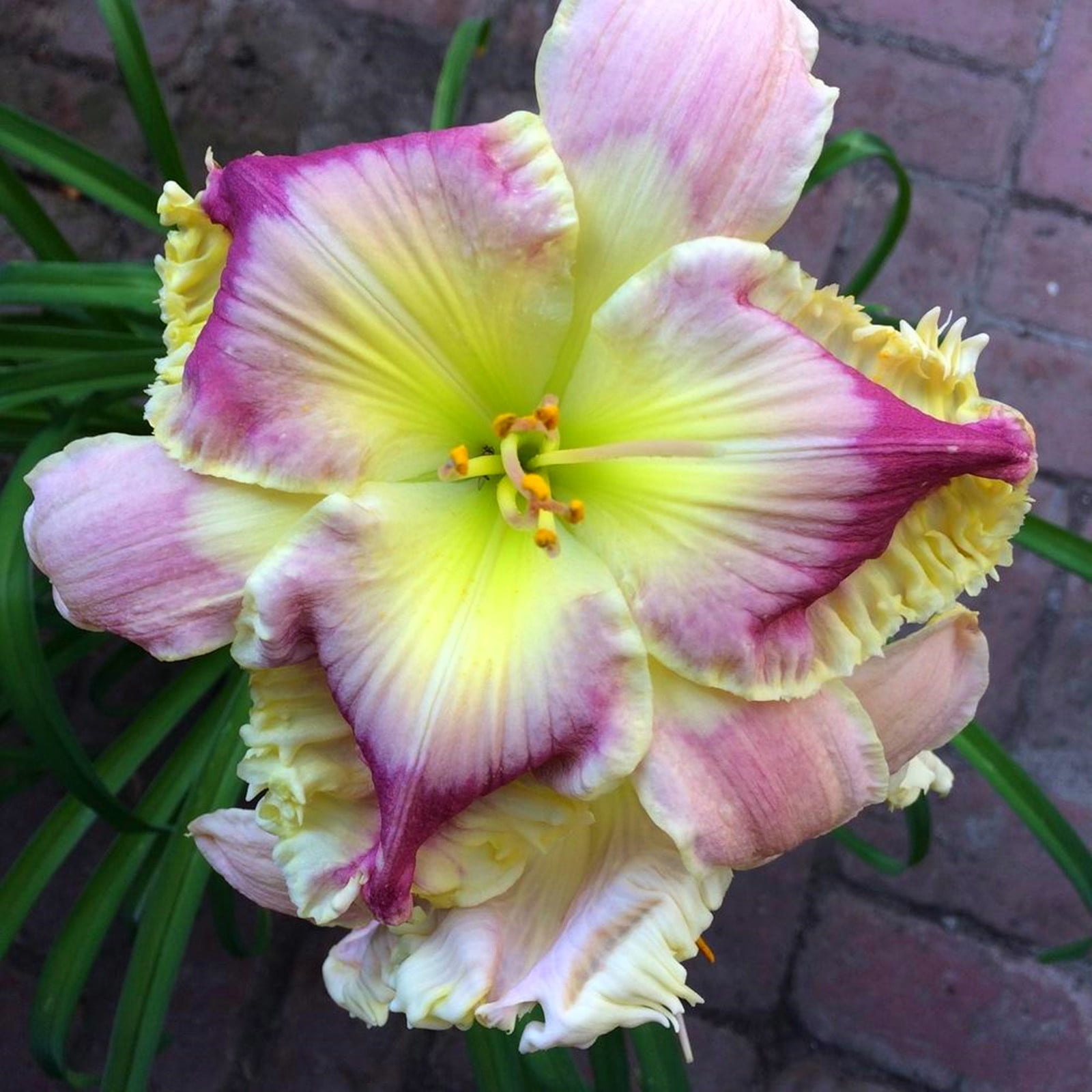 5 pcs-Daylily，Surprise to Grow Pots to Grow Fall or Spring Indoor or ...