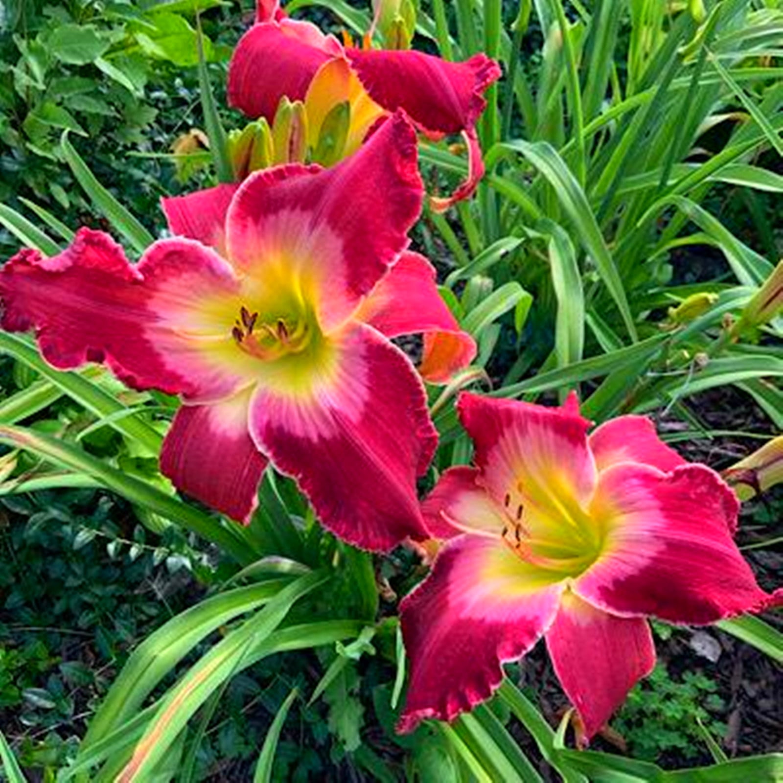 5 pcs-Daylily，Surprise to Grow Pots to Grow Fall or Spring Indoor or ...