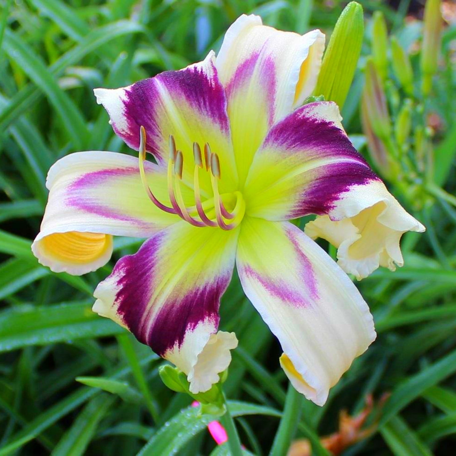 Amaryllis Pot Daylily Flowers: Planting, Growing, And Caring For ...
