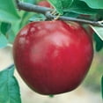 5 to 6 ft. tall, Delicious Red Standard Apple Potted Fruit Tree, One ...