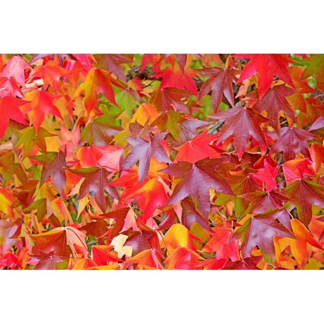 50 AMERICAN SWEETGUM Liquidambar Styraciflua Storax Alligator Sweet Gum ...