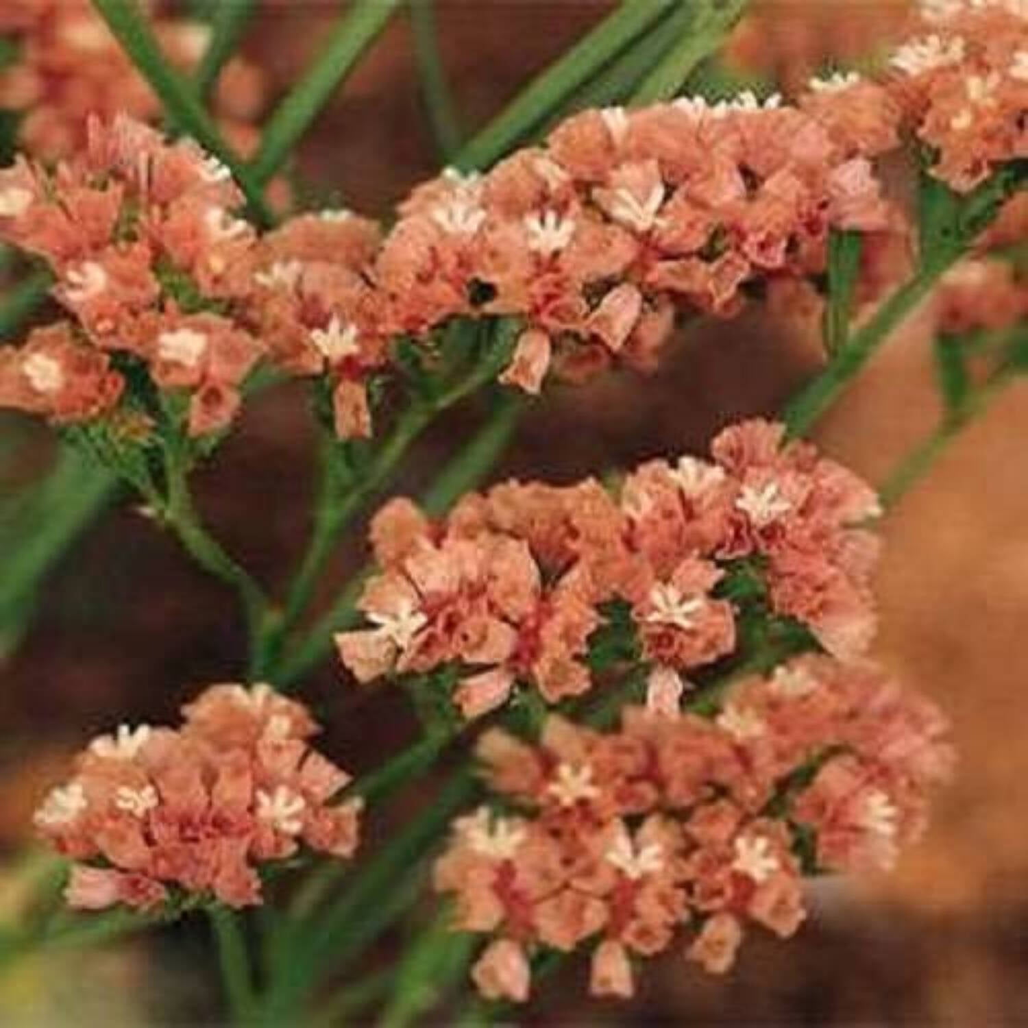 50 APRICOT BEAUTY STATICE Limonium Sinuatum Flower Seeds - Walmart.com
