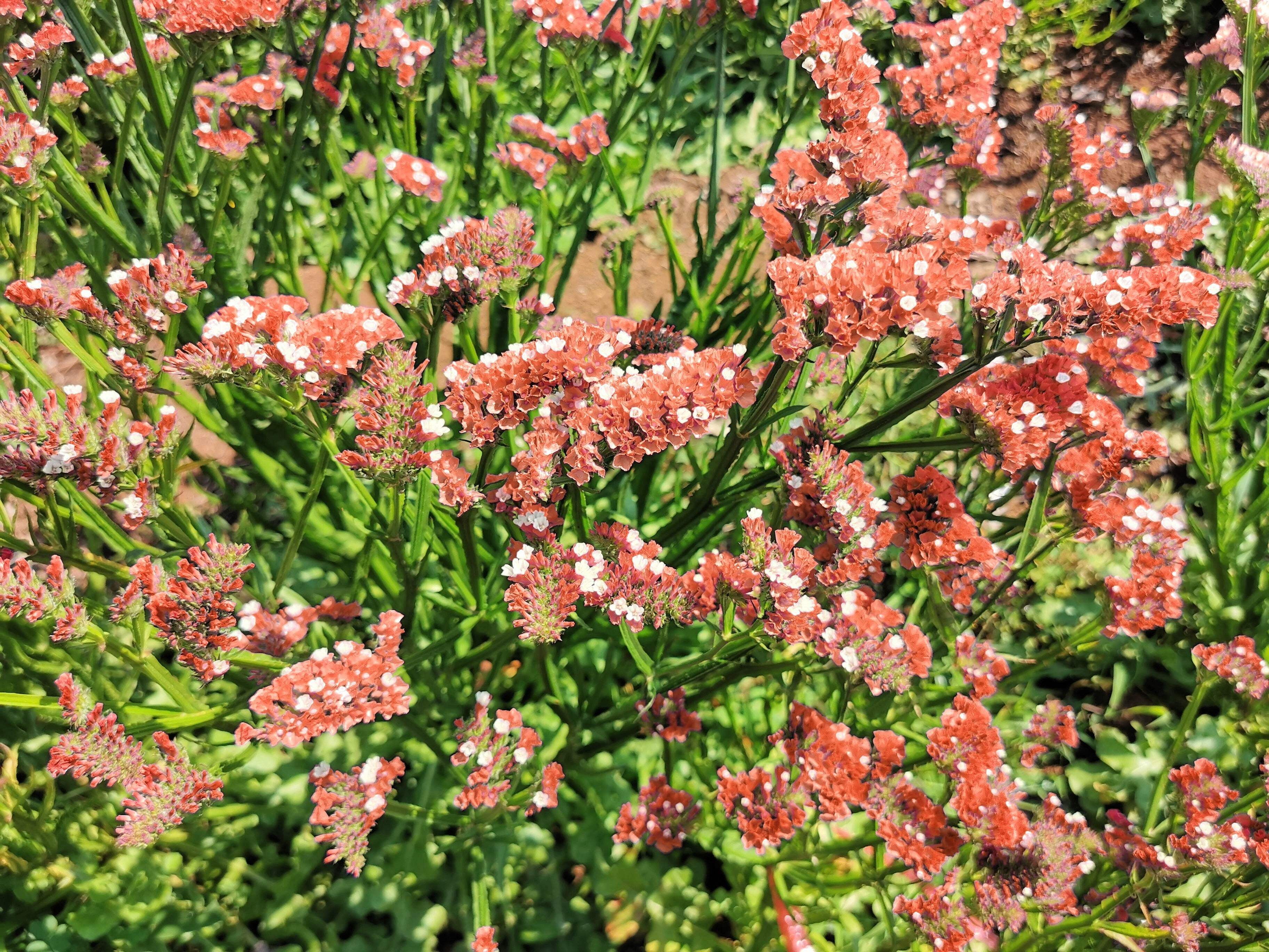 50 APRICOT BEAUTY STATICE Limonium Sinuatum Flower Seeds - Walmart.com