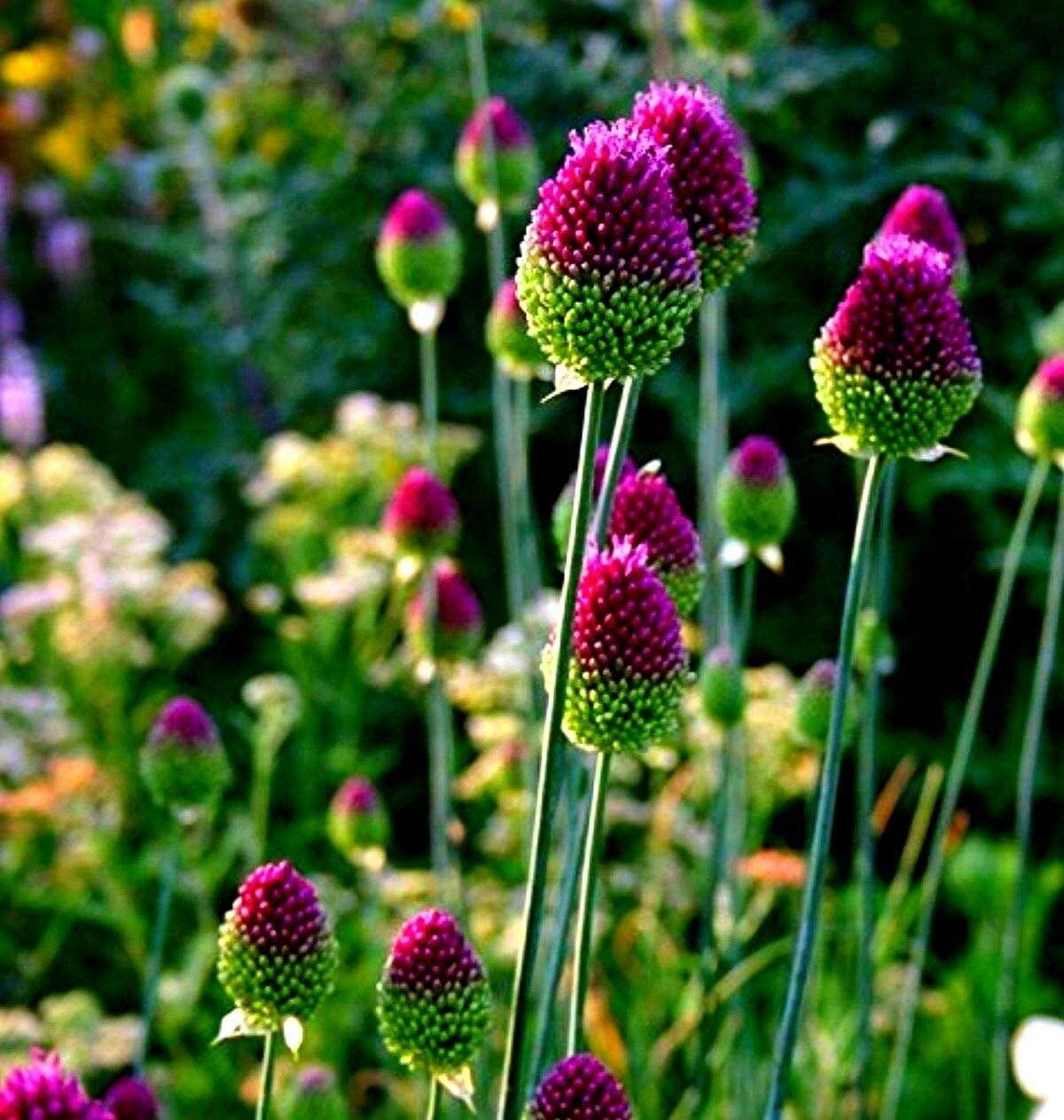 50 Allium Drumstick Bulbs for Planting - Exotic Blooming Onion ...