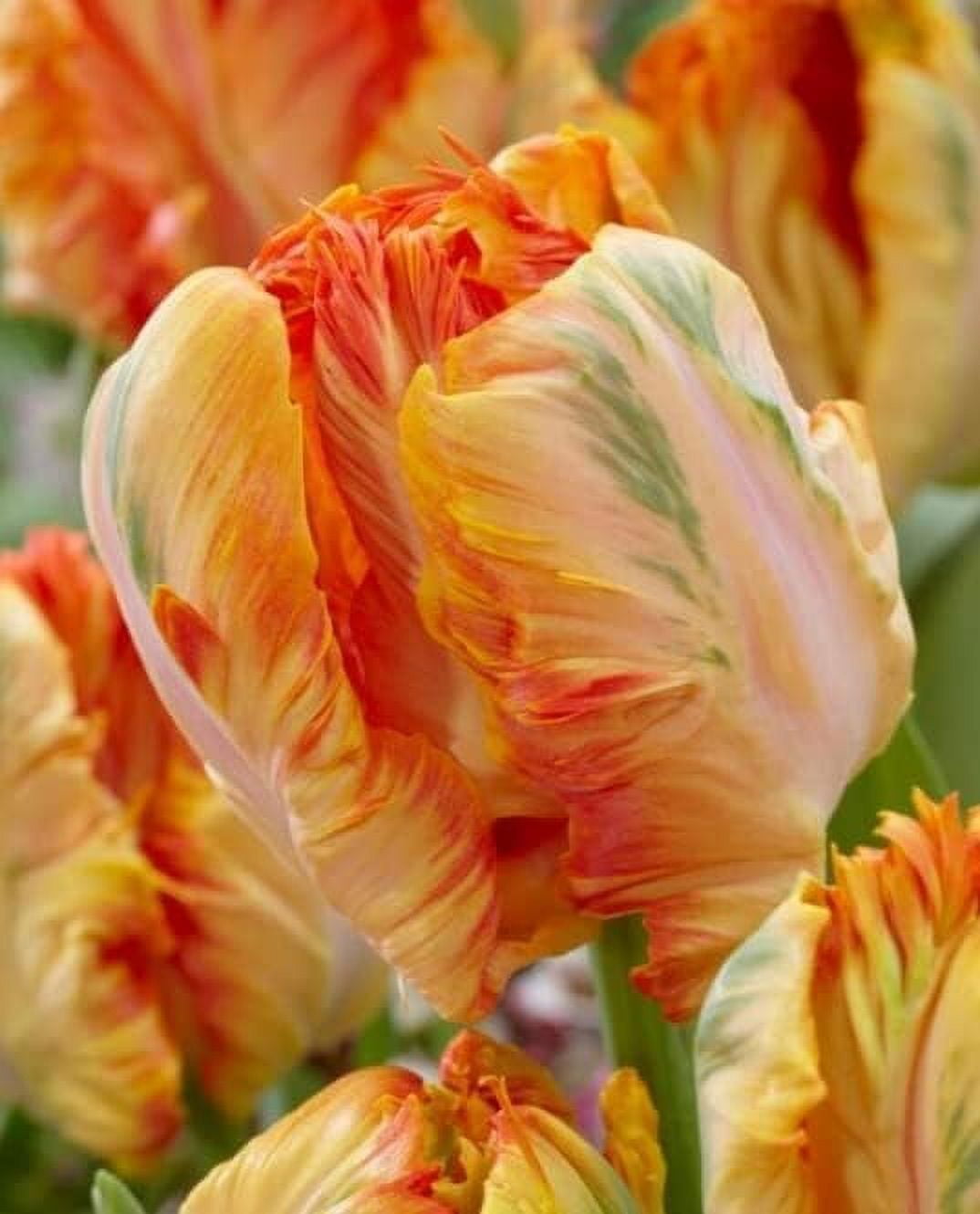 50 Apricot Parrot Bulbs for Planting - Stunning Colorful Perennial Tulips - Walmart.com