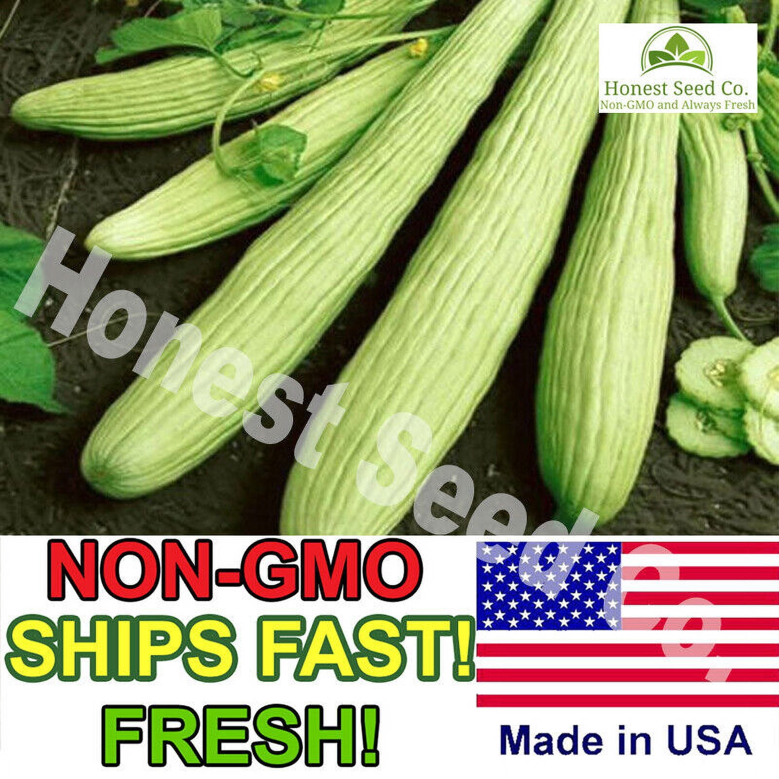 Honest Seed Armenian Yard Long Cucumber Seeds, 50+ Count, Light Green ...