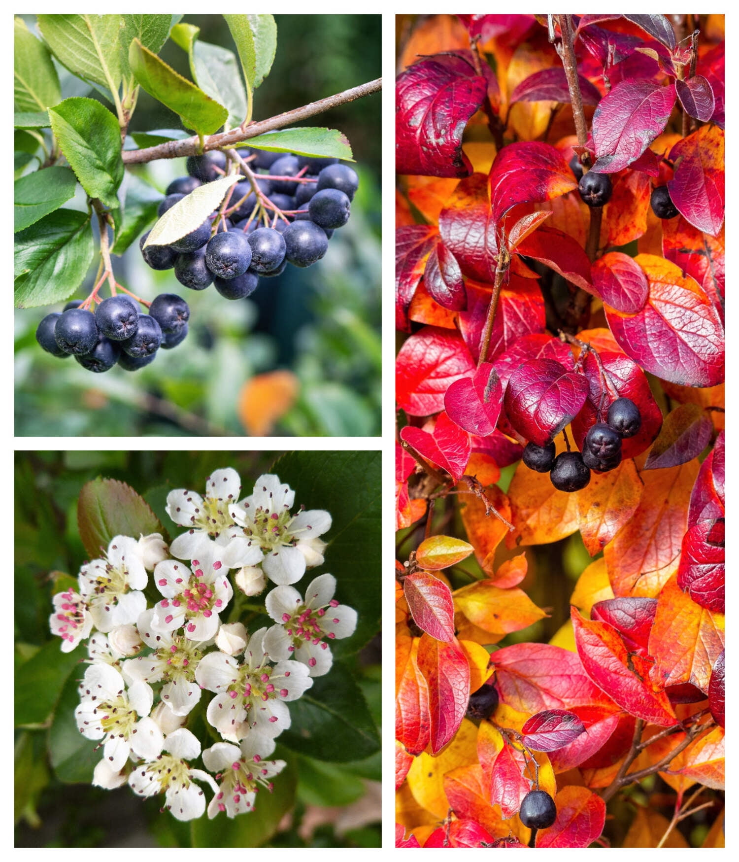 50 BLACK CHOKEBERRY Aronia Melanocarpa White Flower Shrub Seeds ...