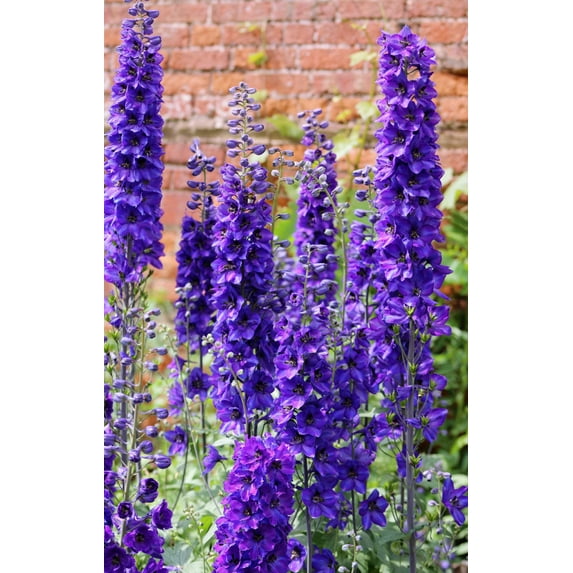 50 BLACK KNIGHT DELPHINIUM Elatum Cultorum Pacific Giant Larkspur Perennial Flower Seeds ...
