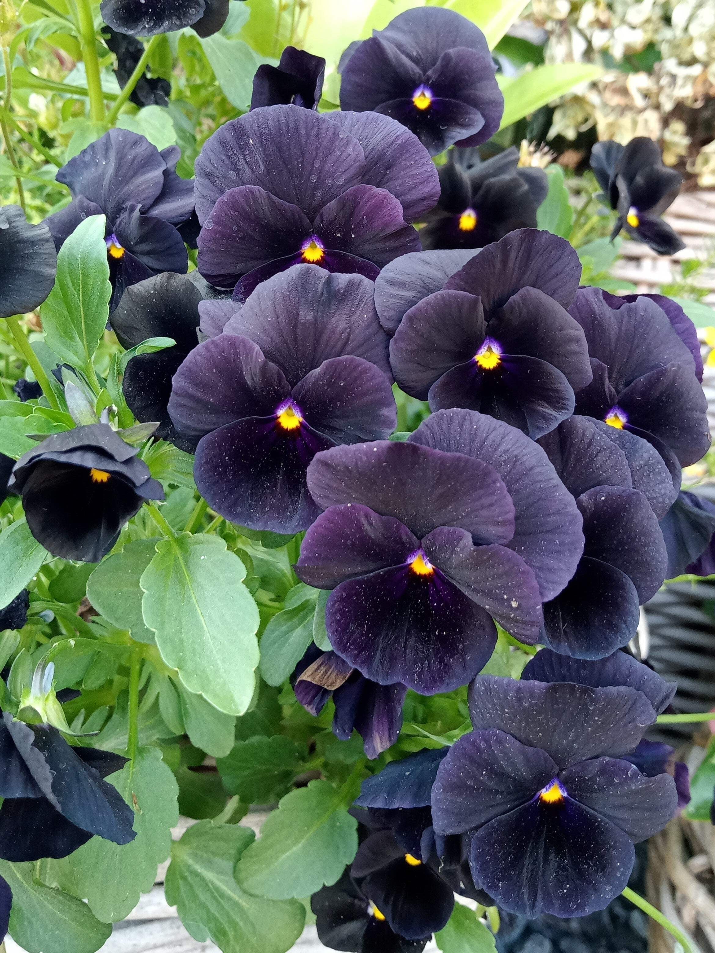 50 BLACK PANSY Clear Crystals Viola Wittrockiana Flower Seeds - Walmart.com