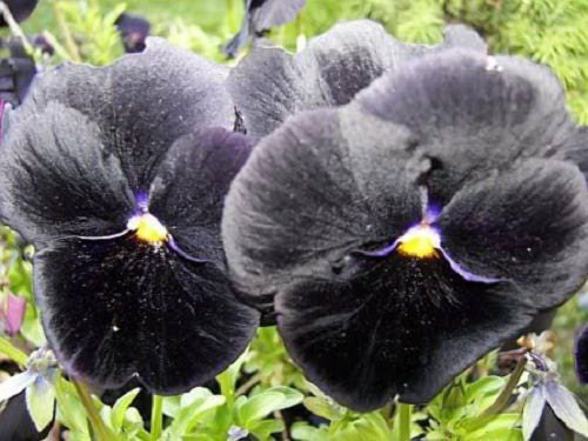 50 BLACK PANSY Clear Crystals Viola Wittrockiana Flower Seeds - Walmart.com