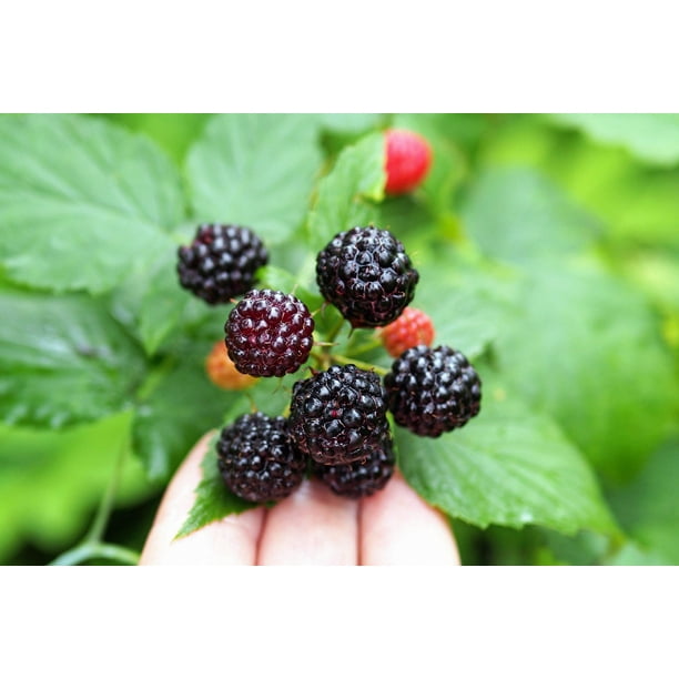 Seedville 50 Black Raspberry Seeds, Rubus Leucodermis Fruit - Walmart ...