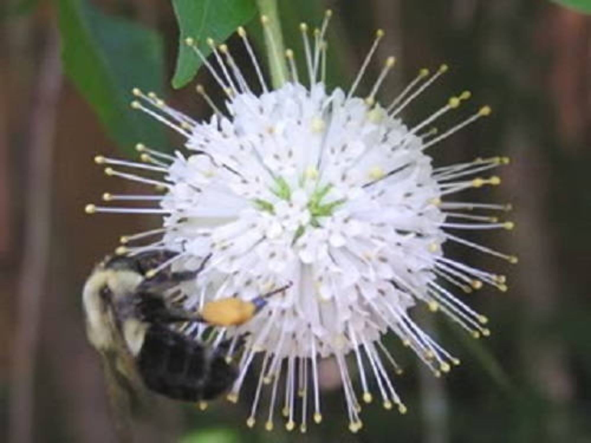 50 BUTTONBUSH / HONEYBALL Cephalanthus Occidentalis White Hummingbird ...