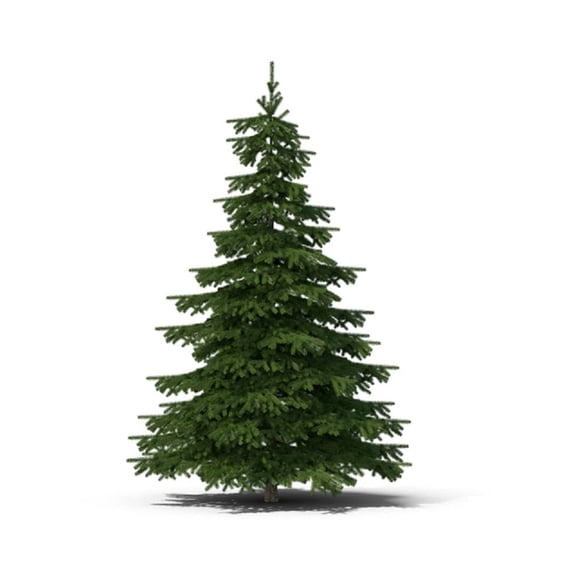 50 Balsam Fir Tree Seeds (Abies balsamea) - Walmart.com