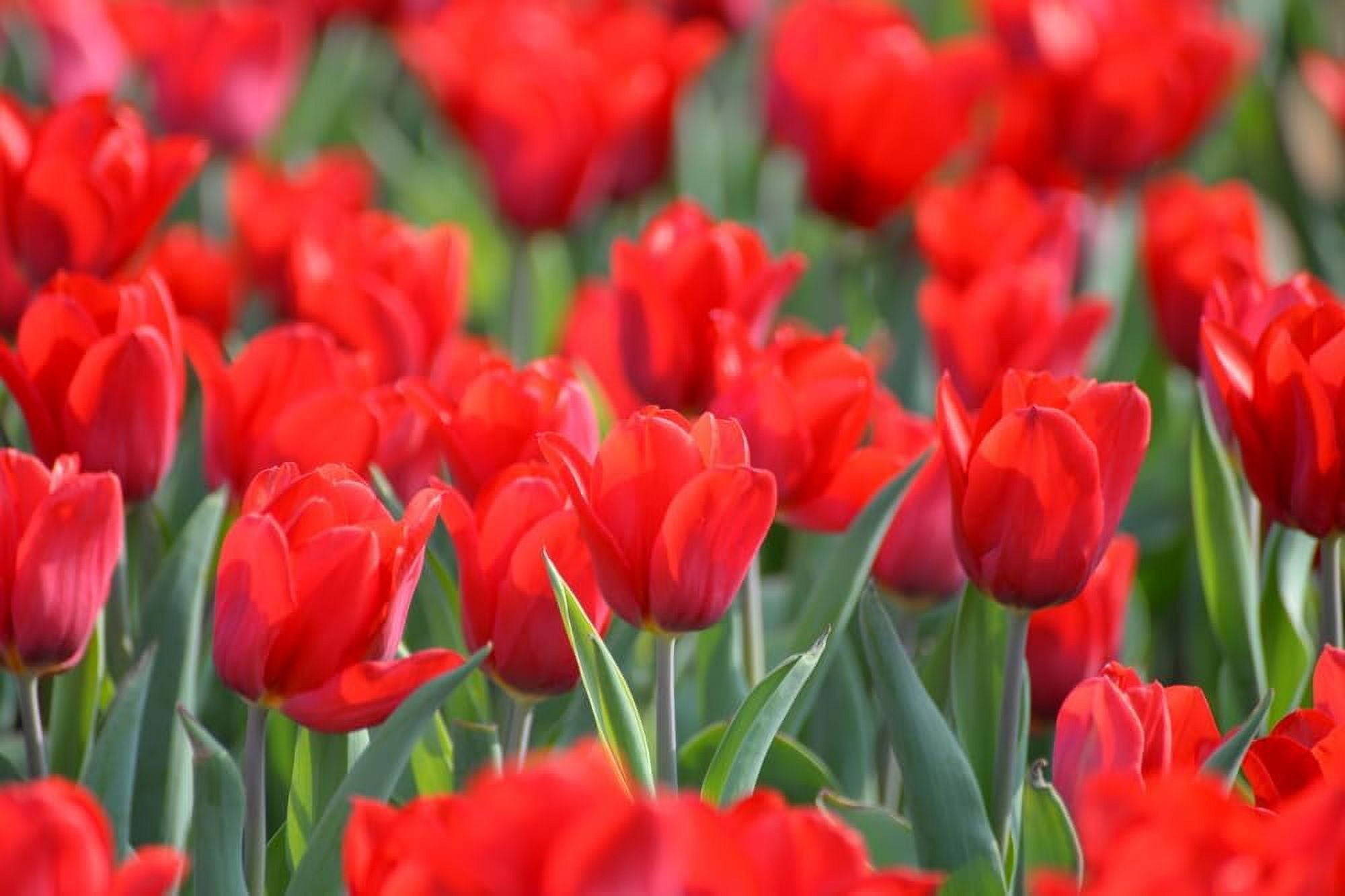 50 Best Red Tulip Bulbs for Planting - Walmart.com