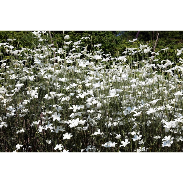 50 Bianca WHITE CORN COCKLE Agrostemma Githago Flower Seed - Walmart ...