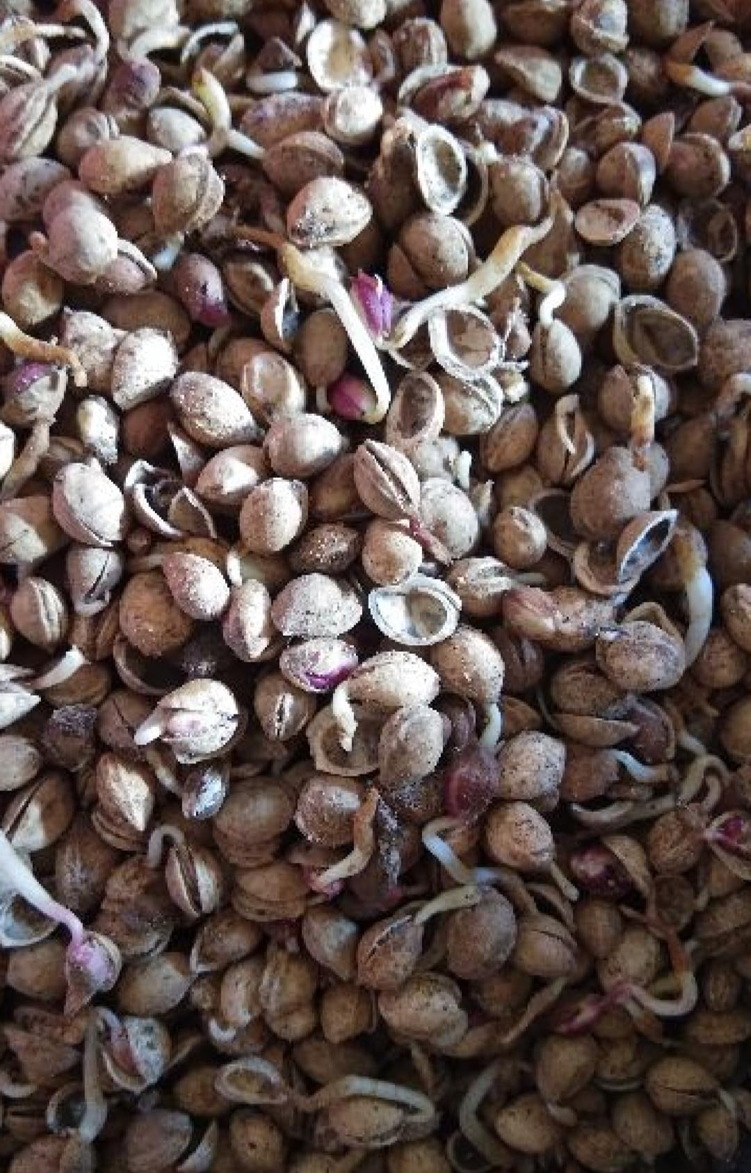 50 Black Cherry AJH3 Seeds Prunus Serotina Dwarf Cherry Tree - Walmart.com