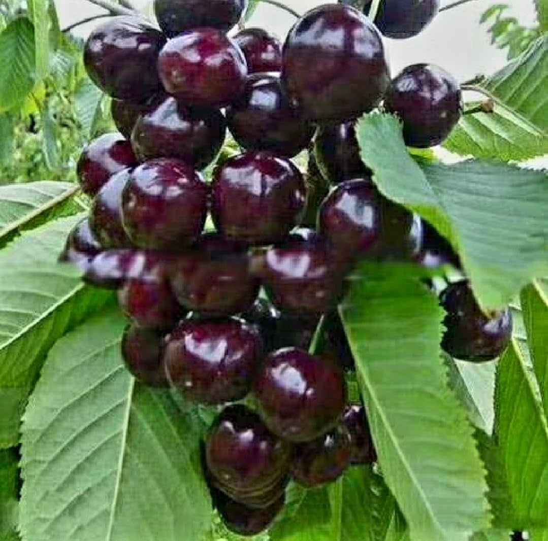 50 Black Cherry TWE5 Seeds Prunus Serotina Dwarf Cherry Tree - Walmart.com