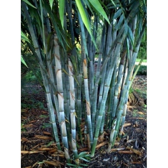 Bamboo Tree Seeds