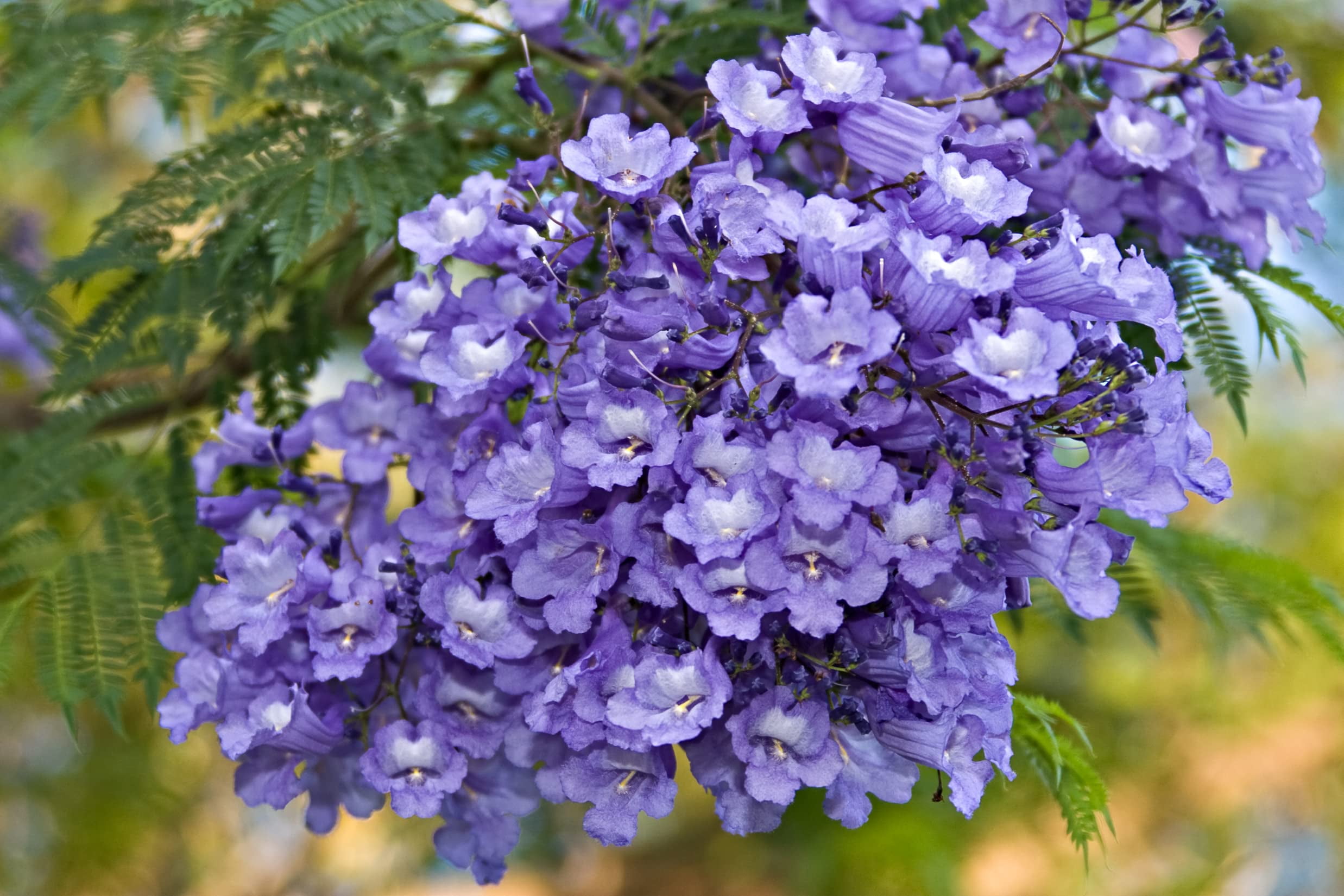 50 Blue Jacaranda Tree Seeds - Stunning Flowering Tree - Made in USA ...
