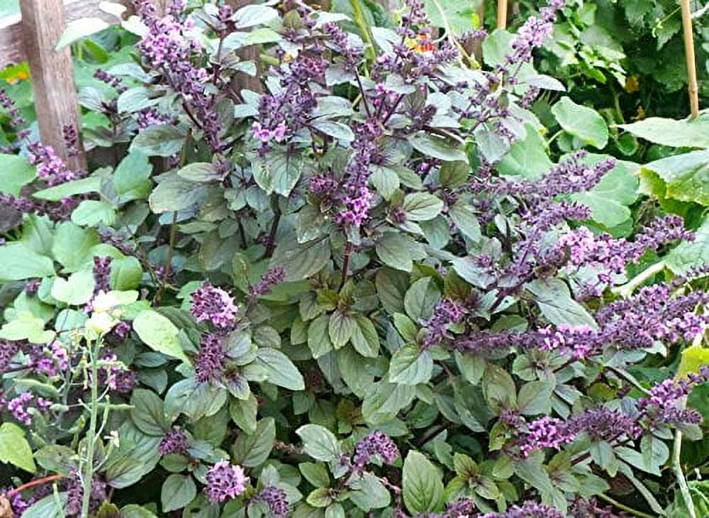 50 Blue Spice Basil Seeds Herb MVR1 Heirloom Non-GMO Fragrant Rare ...