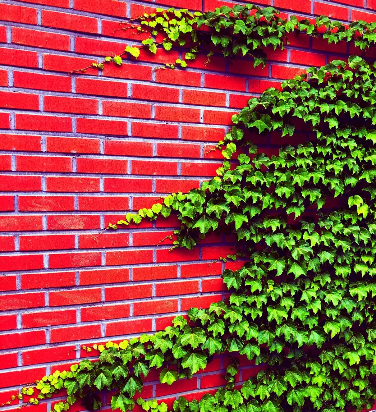 CZ Grain, 50 Boston Ivy Seeds for Planting, Easy to Grow Landscaping ...