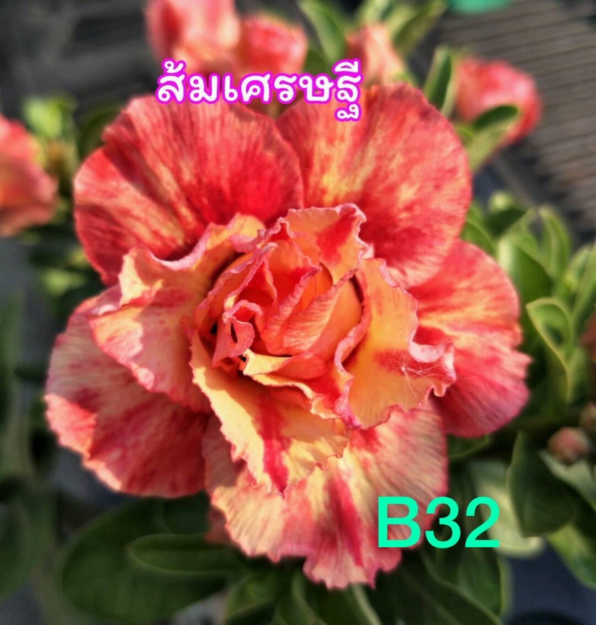 8 FIre Dancer Desert Rose Seeds - Walmart.com