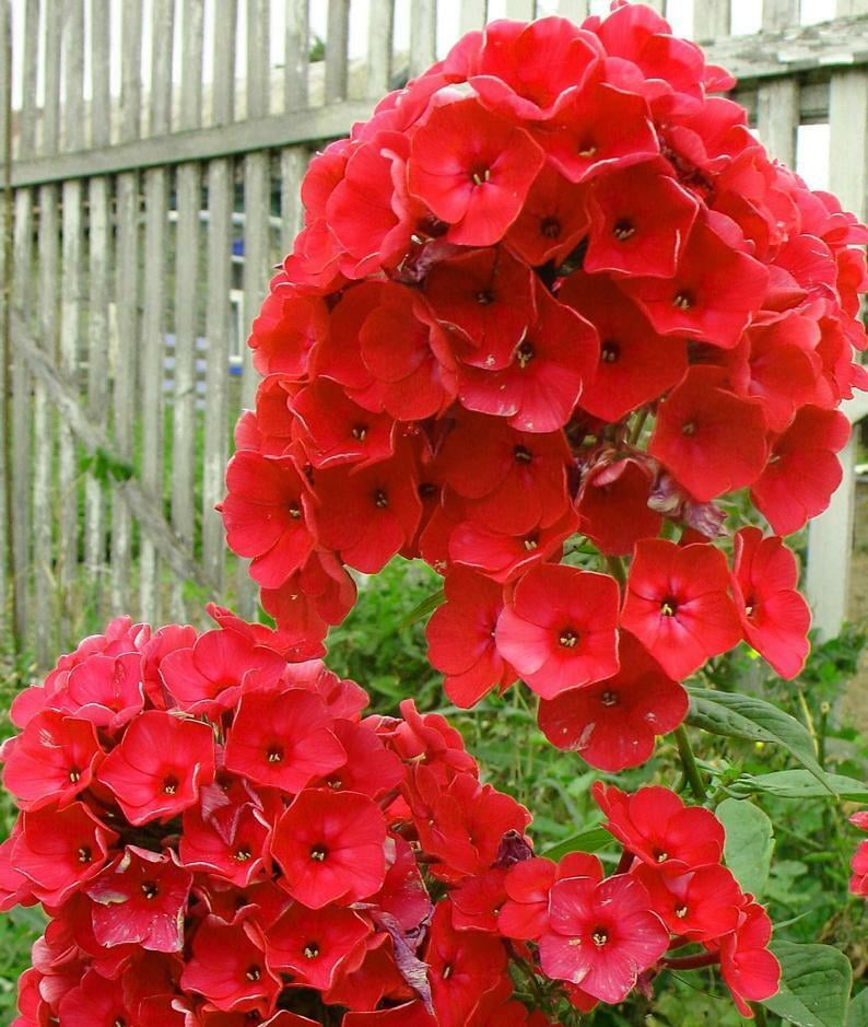 50 Bright Red Phlox Seeds Flower Perennial Flowers Seed Butterfly 88 US ...