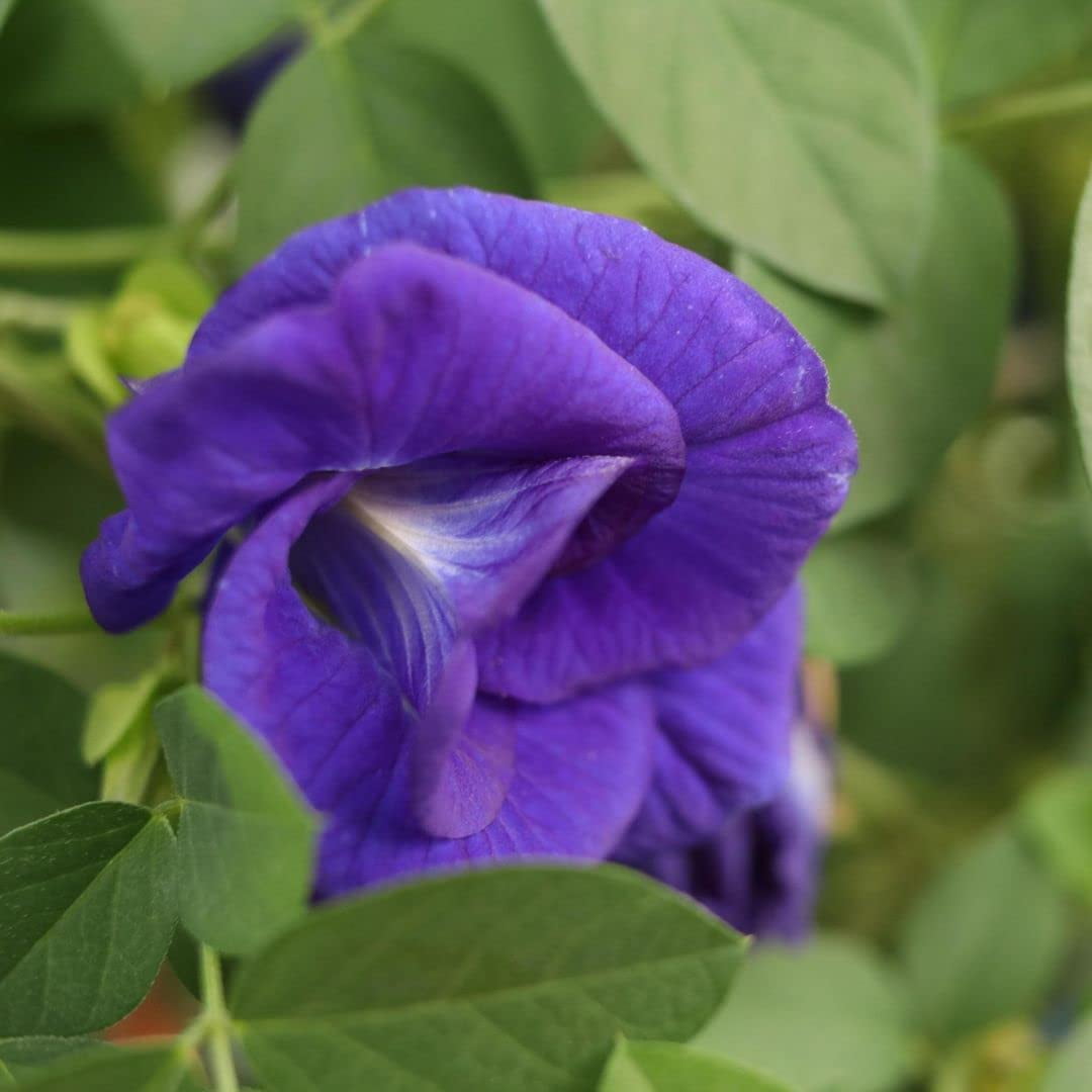 50 Butterfly Pea CORNET Flower Seeds - HOA Dau Biec - Blue Butterfly ...