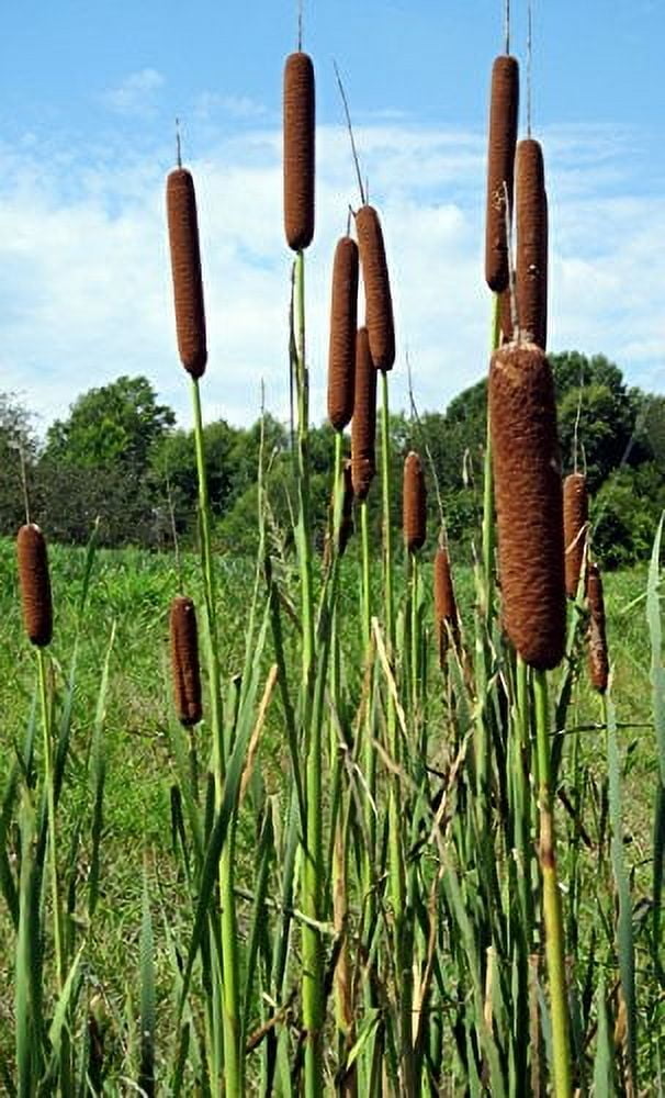 Seedsforbrains 50 Cattails Planting Seeds, Water Pond Grass, Aquatic ...