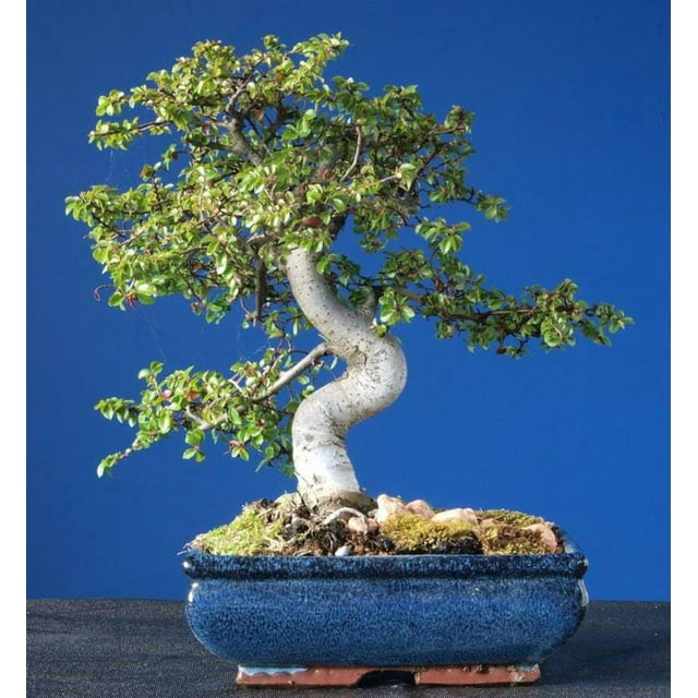 50 CHINESE ELM TREE (Lacebark) Ulmus Parvifolia Seeds - Walmart.com
