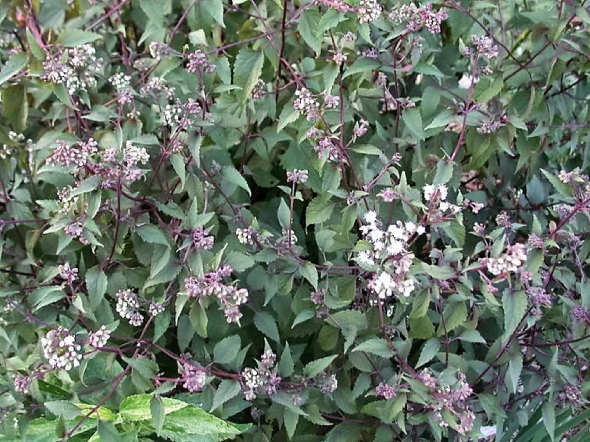 50 CHOCOLATE Joe PYE WEED Eupatorium Rugosum Flower Seeds - Walmart.com