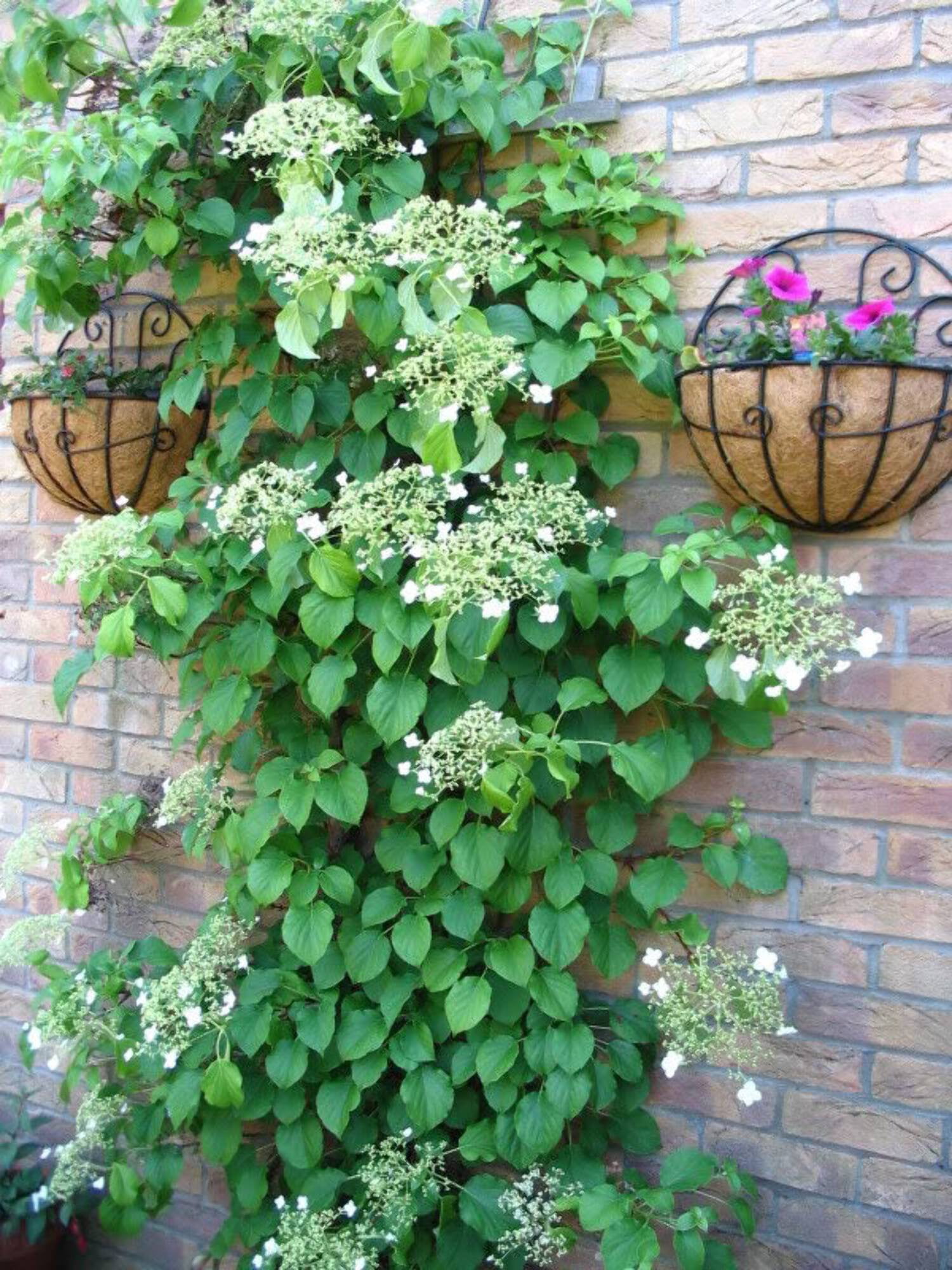 50 CLIMBING HYDRANGEA Anomala Petiolaris Vine Flower Seeds - Walmart.com