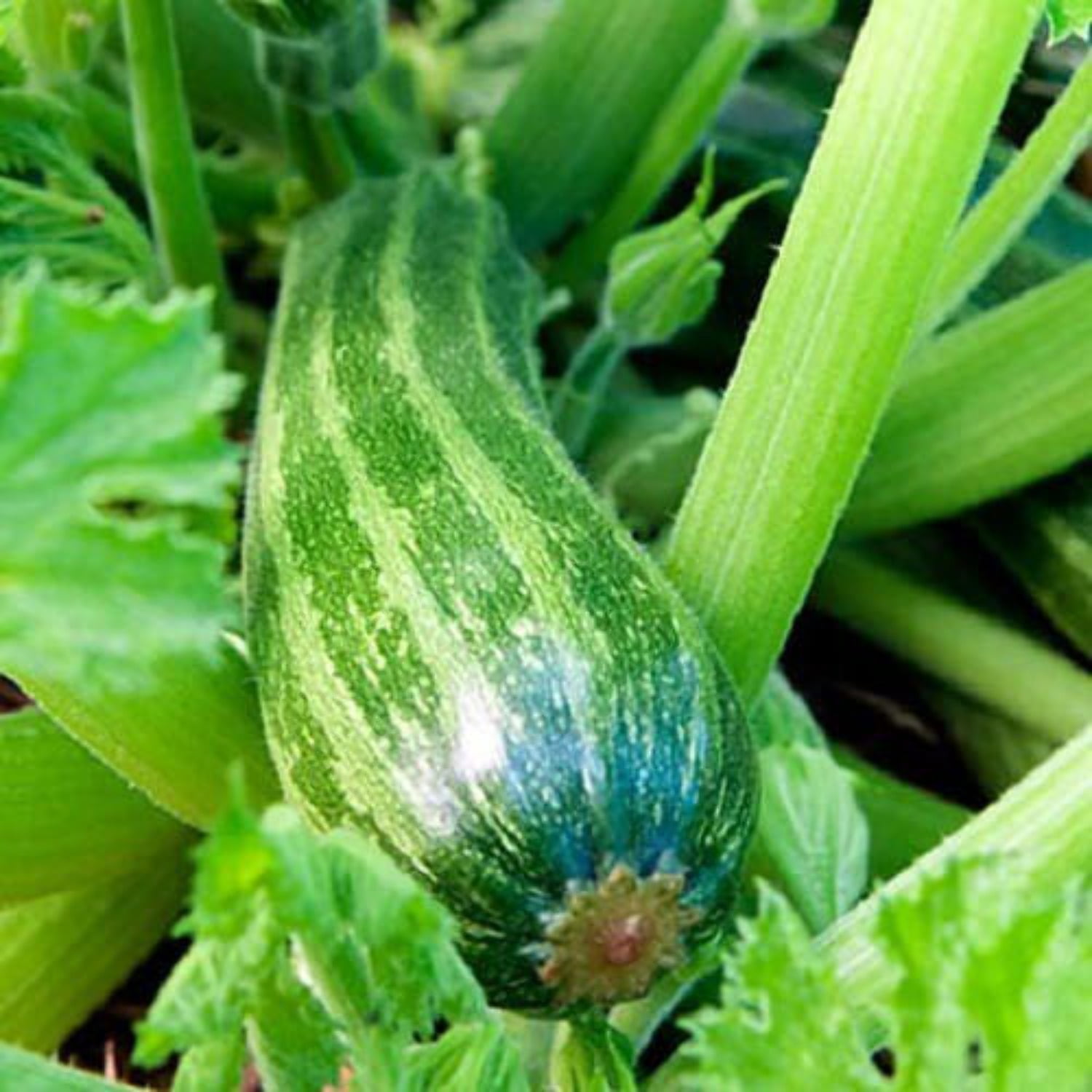 50 Seeds COCOZELLE di Napoli SQUASH Italian Zucchini Cucurbita Pepo ...