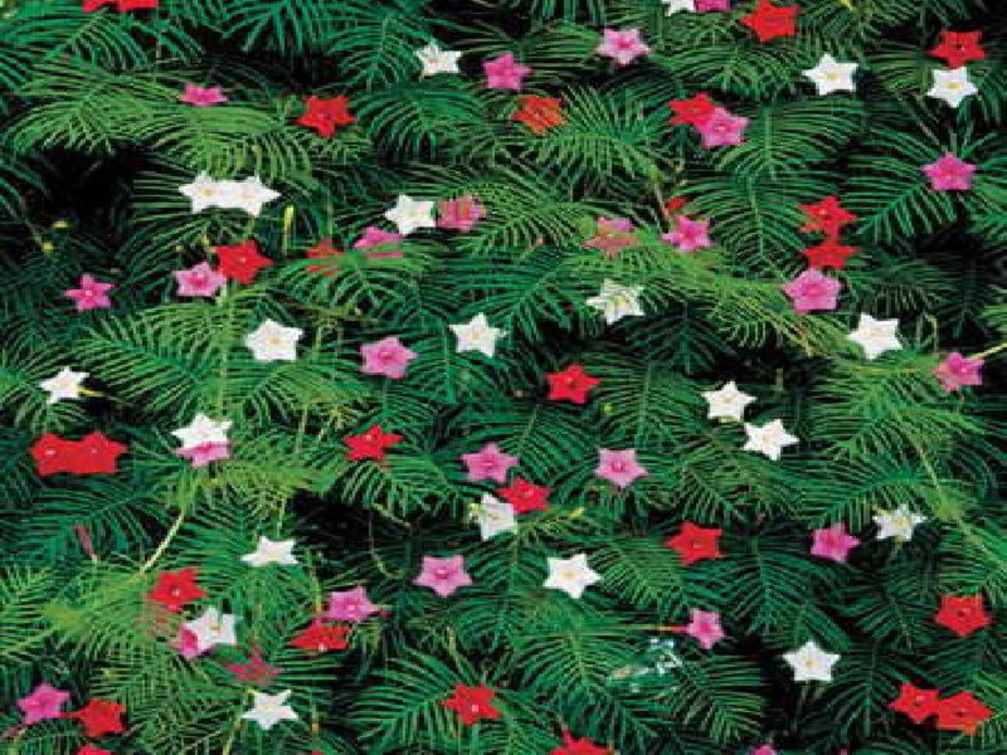 50 CYPRESS VINE MIX Ipomoea Quamoclit Convolvulus Hummingbird Star ...