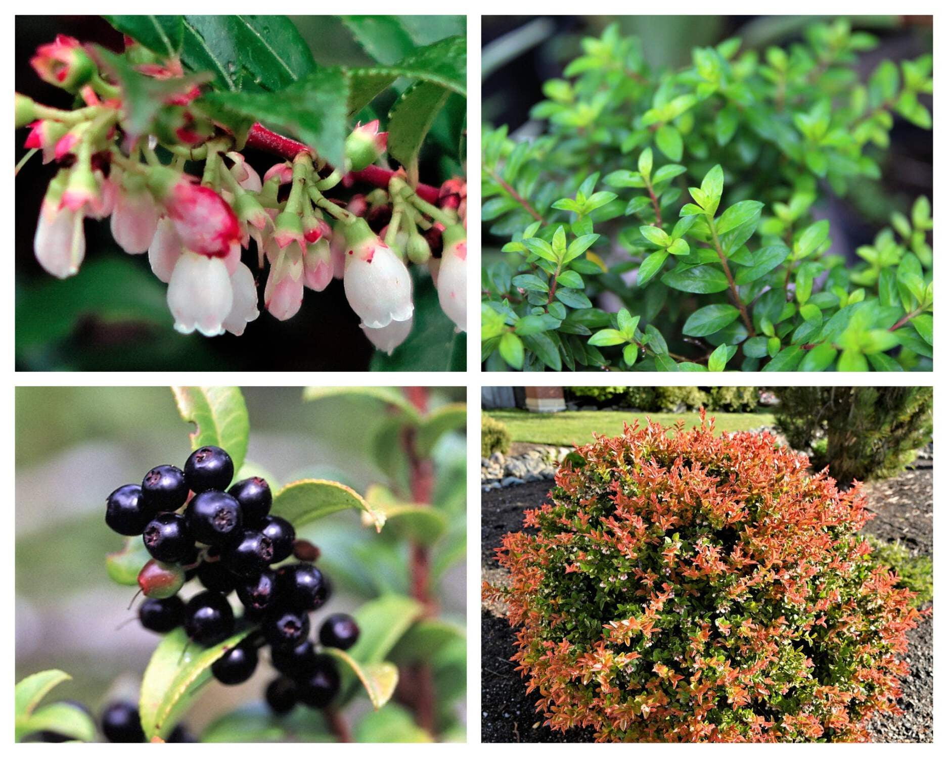 50 California EVERGREEN HUCKLEBERRY Vaccinium Ovatum Fruit aka Box ...