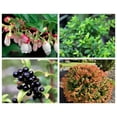50 California EVERGREEN HUCKLEBERRY Vaccinium Ovatum Fruit aka Box ...