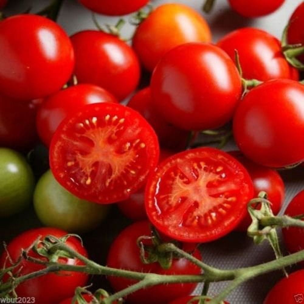 SVI Campari Tomato Seeds, Sweet Juicy Flavor, High Sugar, Low Acidity ...
