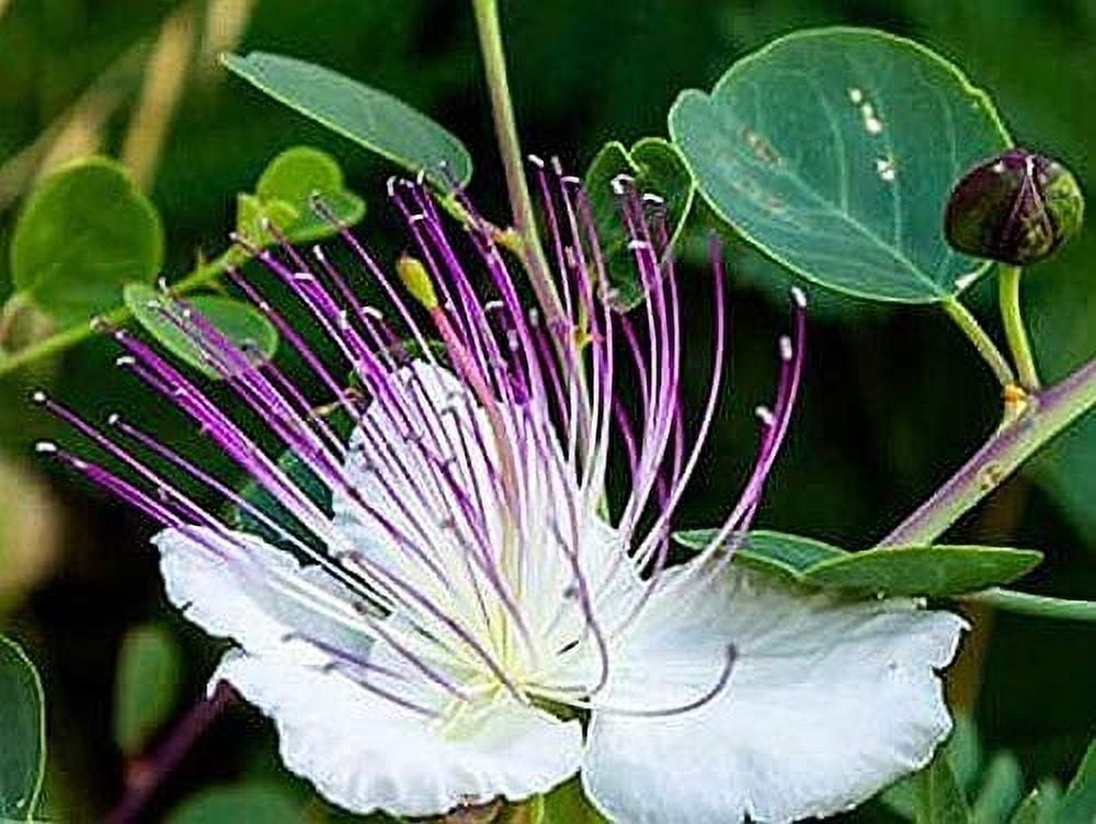50 Caper Bush Seeds (Capparis spinosa) Use as Medical & Culinary Herb-Perennial - Walmart.com