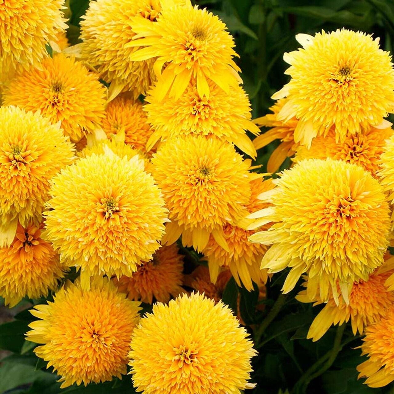 50 CaraYellow Coneflower Seeds Echinacea Flower Perennial Bloom Flower ...