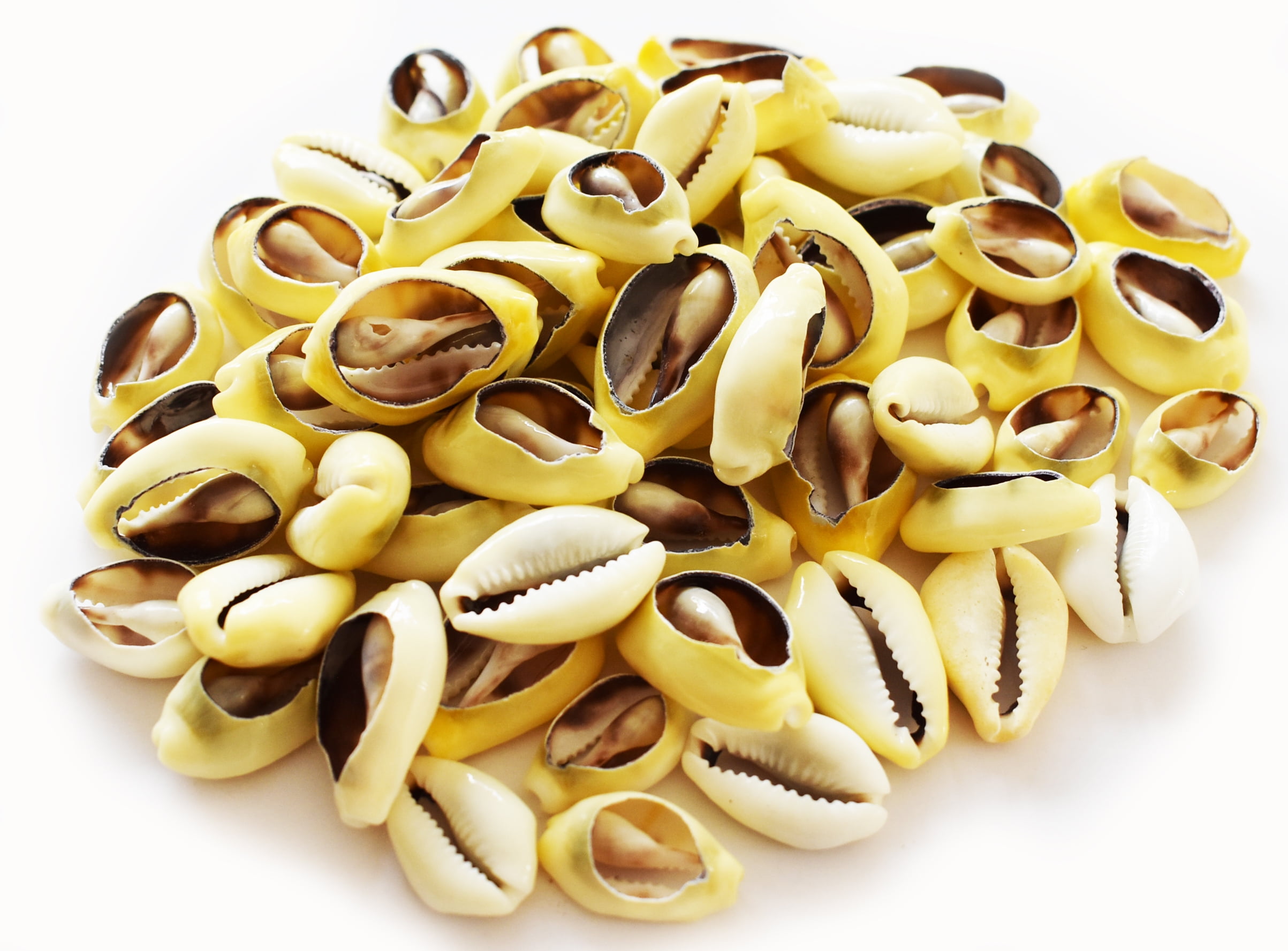 50 Center Cut Money Cowrie Shells (1-1.5"/25-37 mm) Beach Ocean Crafts ...